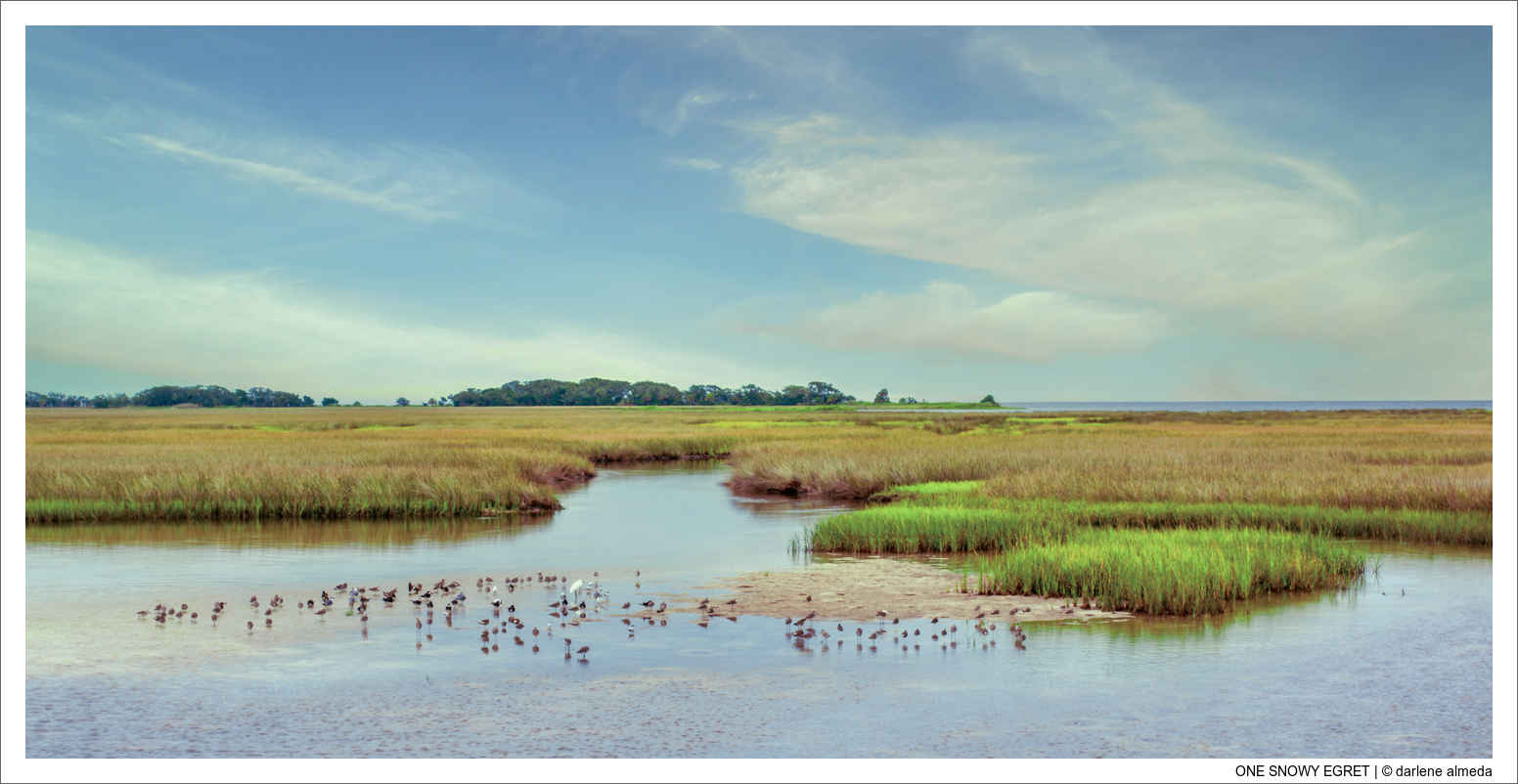 ONE SNOWY EGRET | photoscapes