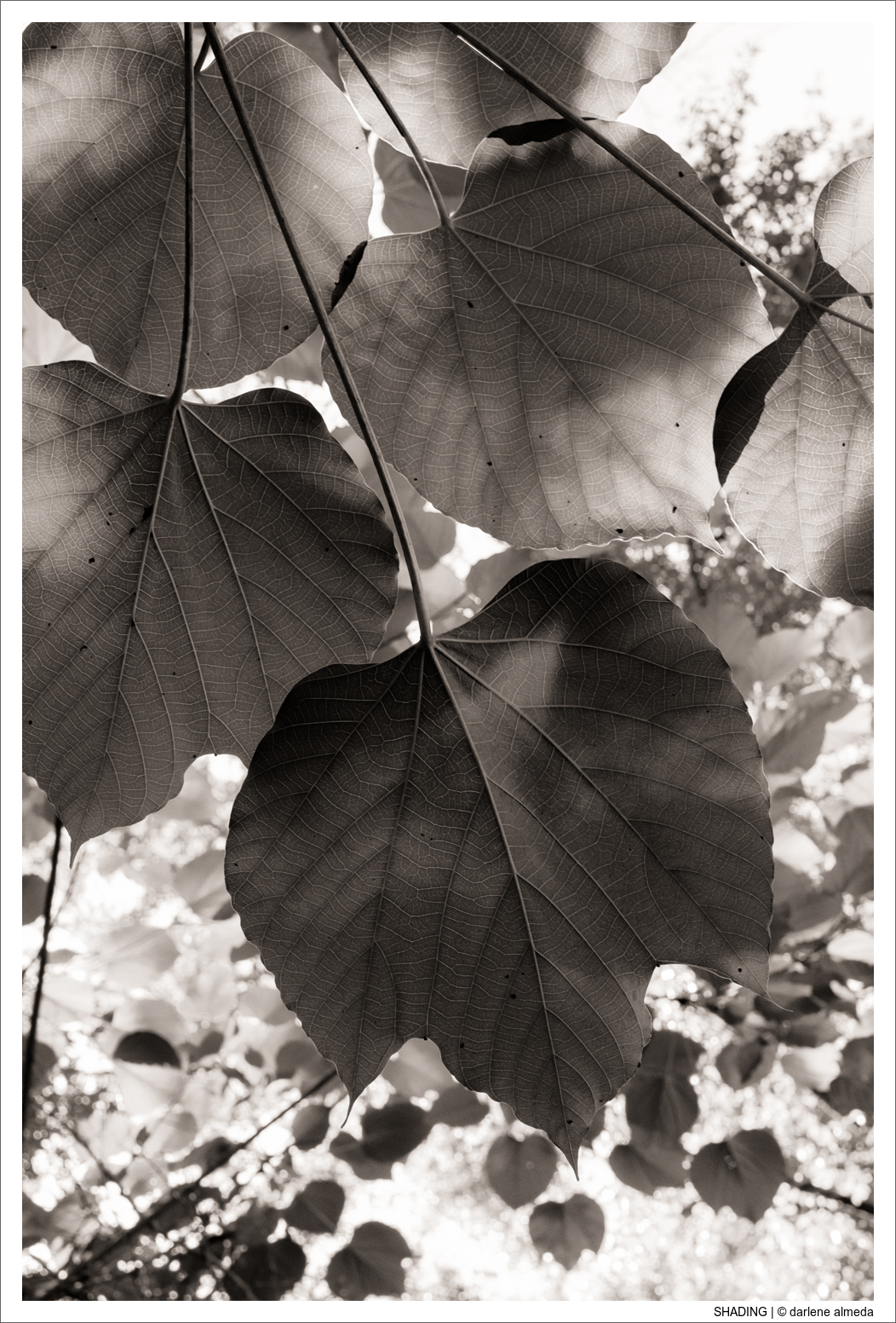 SHADING | photoscapes